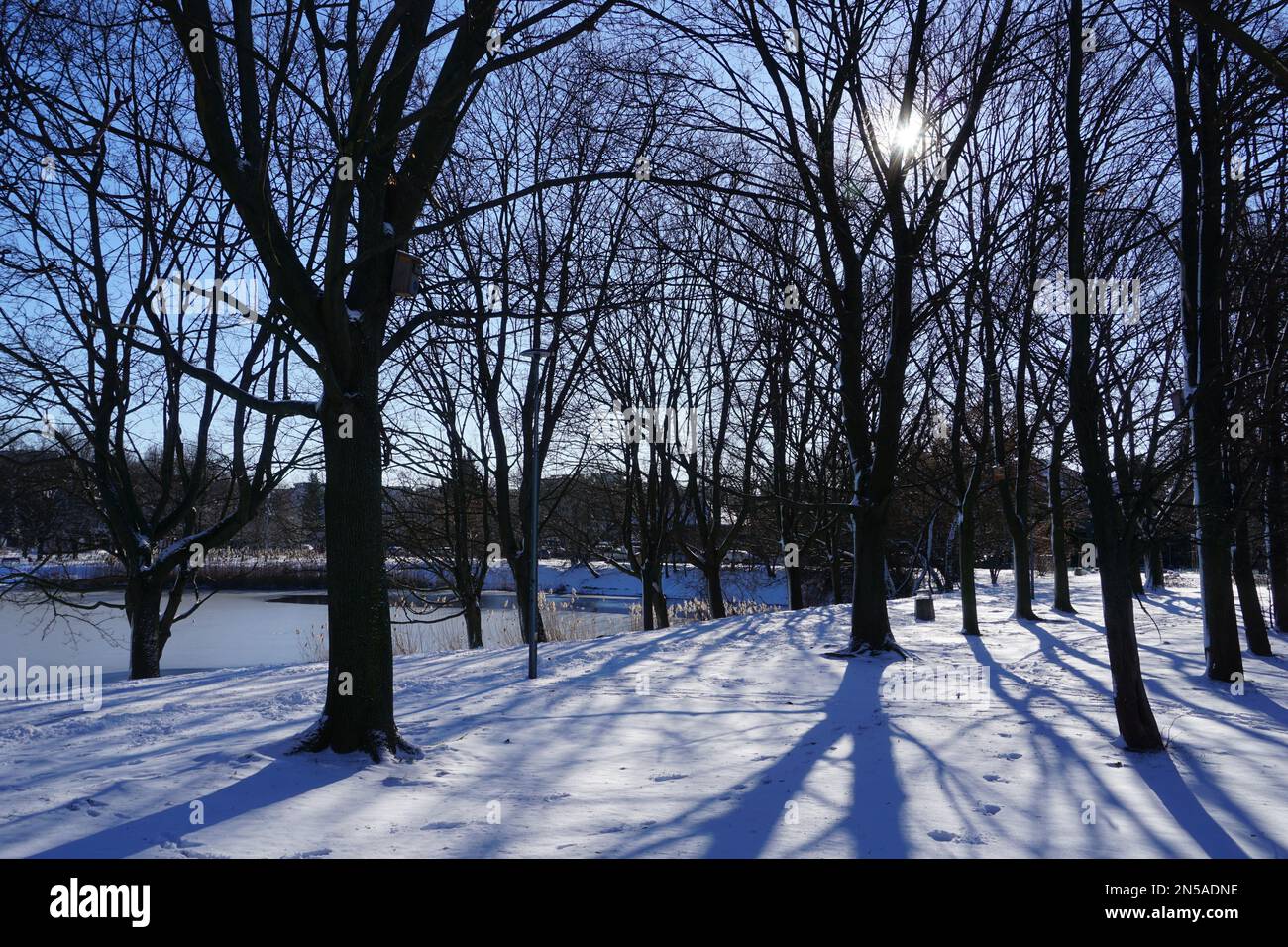 Sun casting shadows through trees in winter Stock Photo - Alamy