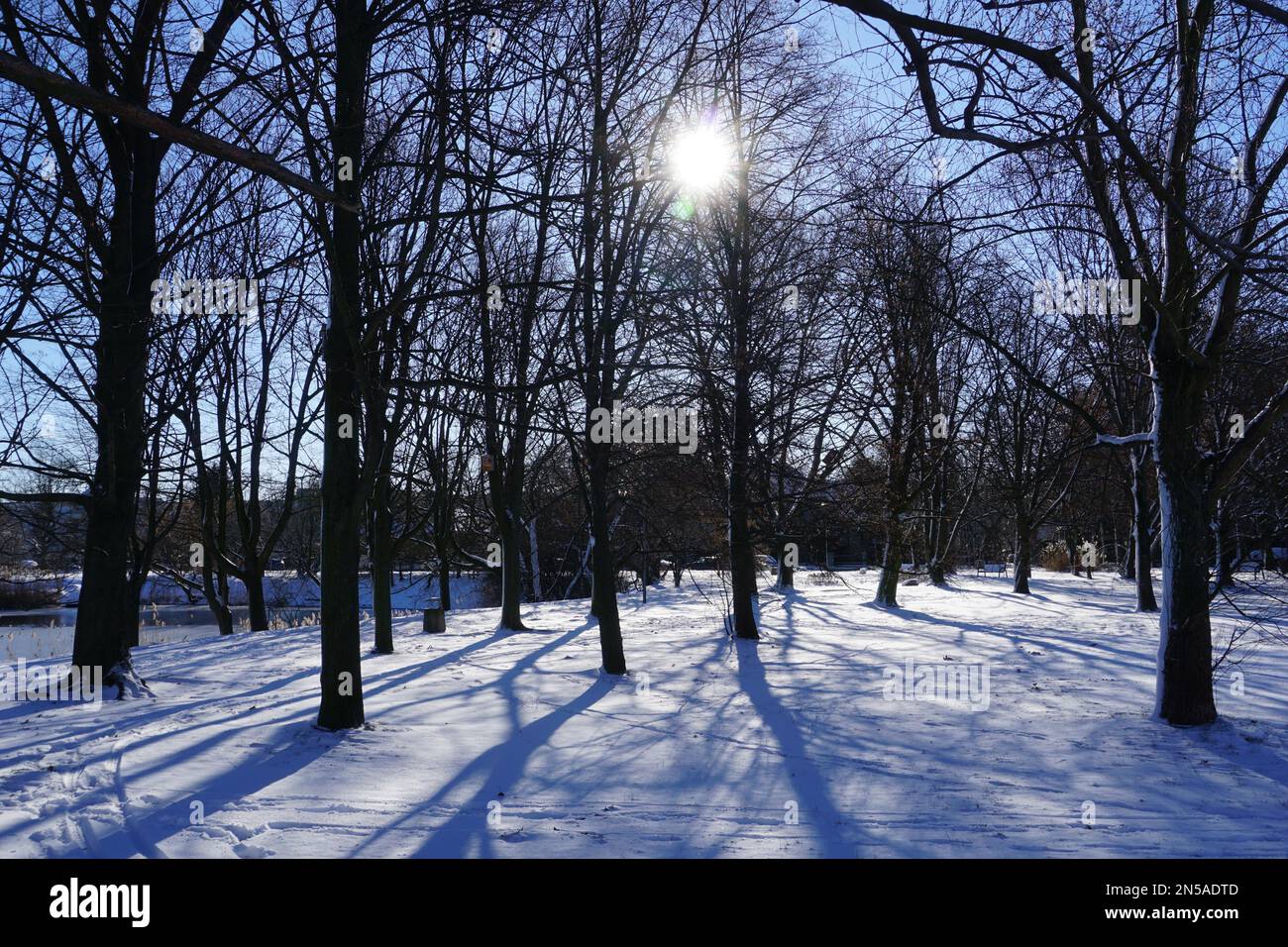 Sun casting shadows through trees in winter Stock Photo - Alamy