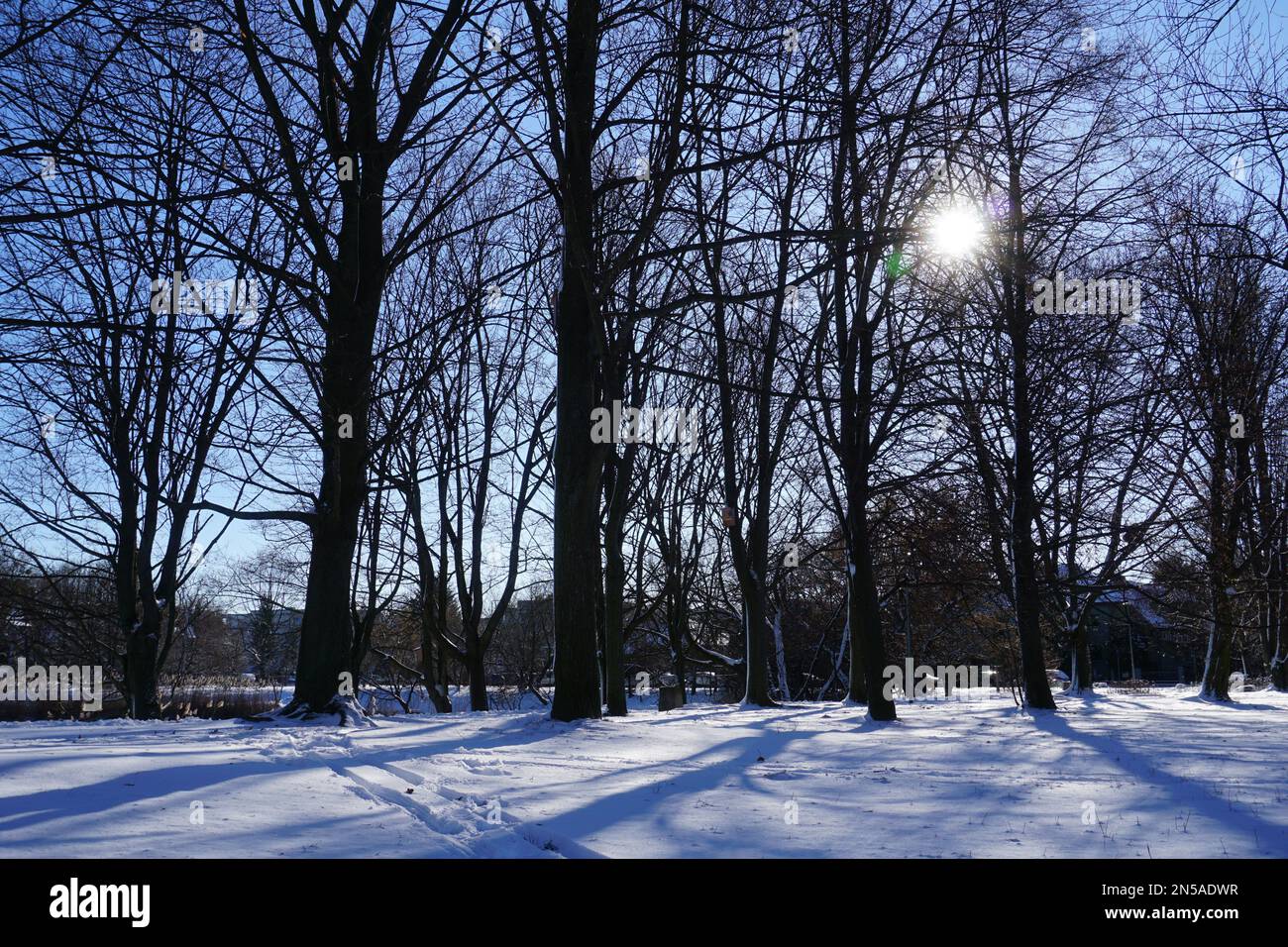 Sun casting shadows through trees in winter Stock Photo - Alamy