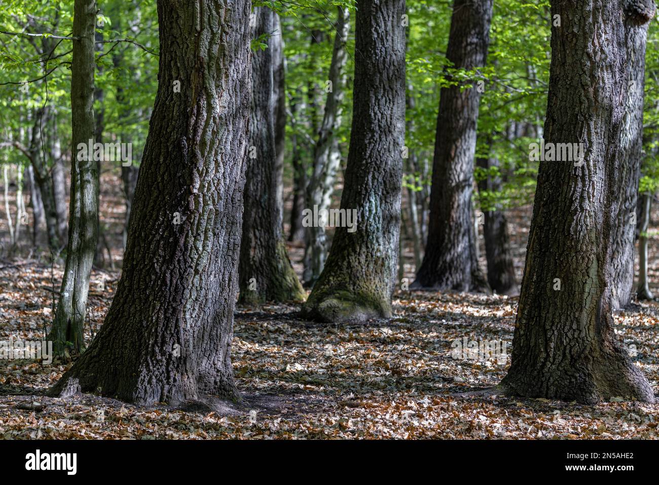 Springtime in a sessile oak (Quercus petraea) forest in Hungary Stock ...