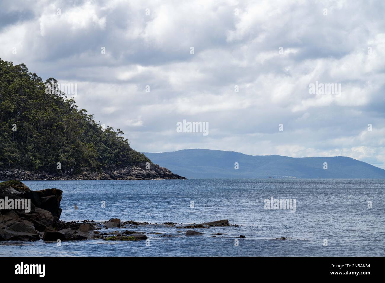 Seaweed and bull kelp growing on rocks in the ocean in australia. Waves ...