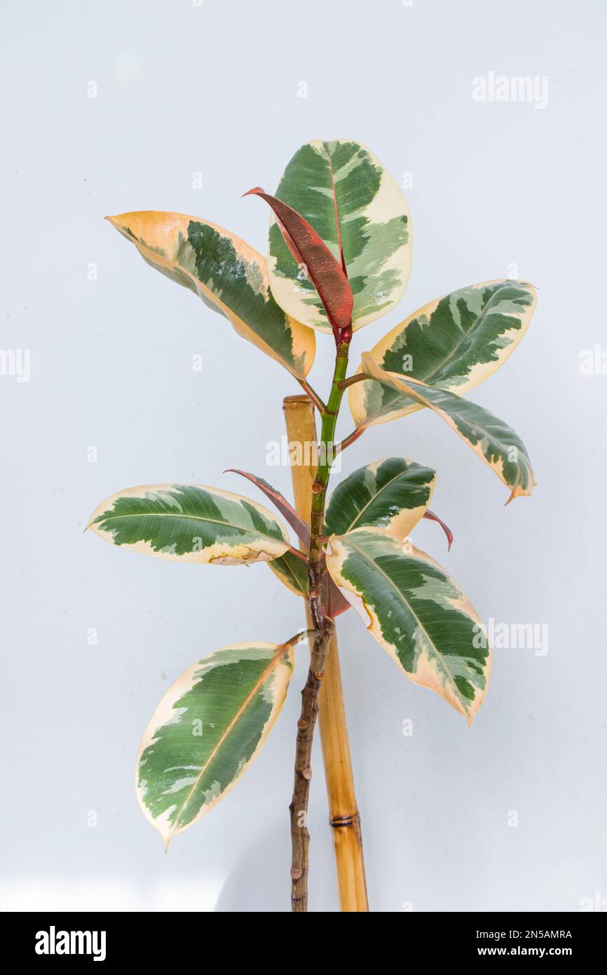 Ficus Elastica, house plants background, plant close-up, ever green ...