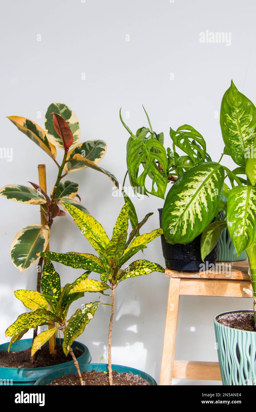 Monstera adansonii , ficus and other tropical plants, ever green ...