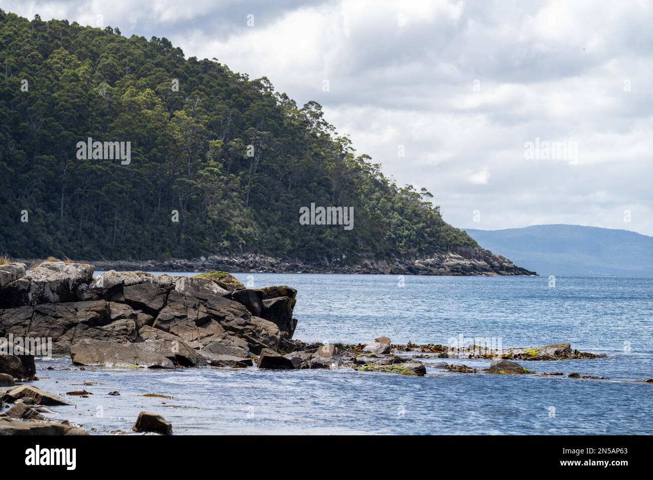 Seaweed and bull kelp growing on rocks in the ocean in australia. Waves ...