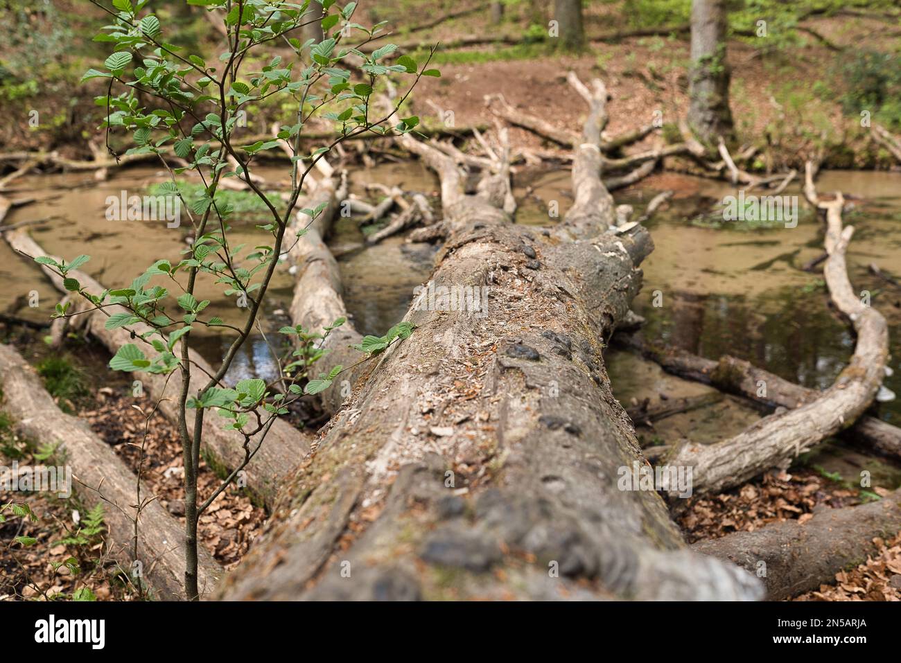 Fallen dead tree in the stream in the forest of the so-called Furlbach ...