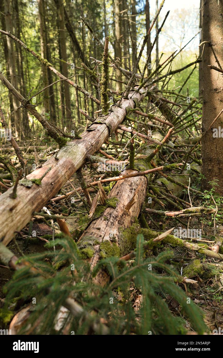 Fallen dead tree in the forest of the so-called Furlbach valley near ...