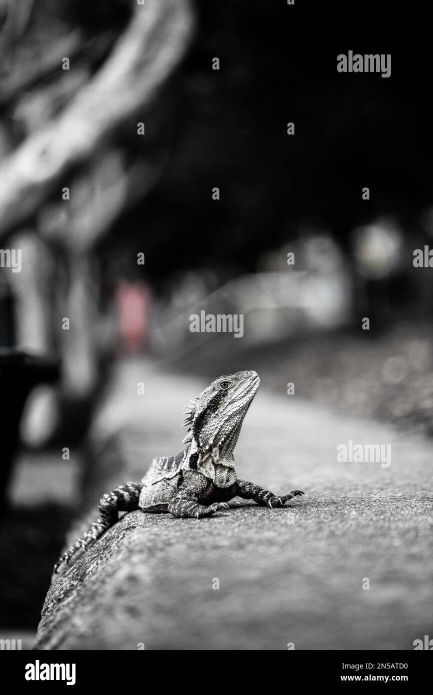 A vertical grayscale of a lizard water dragon (Intellagama lesueurii ...