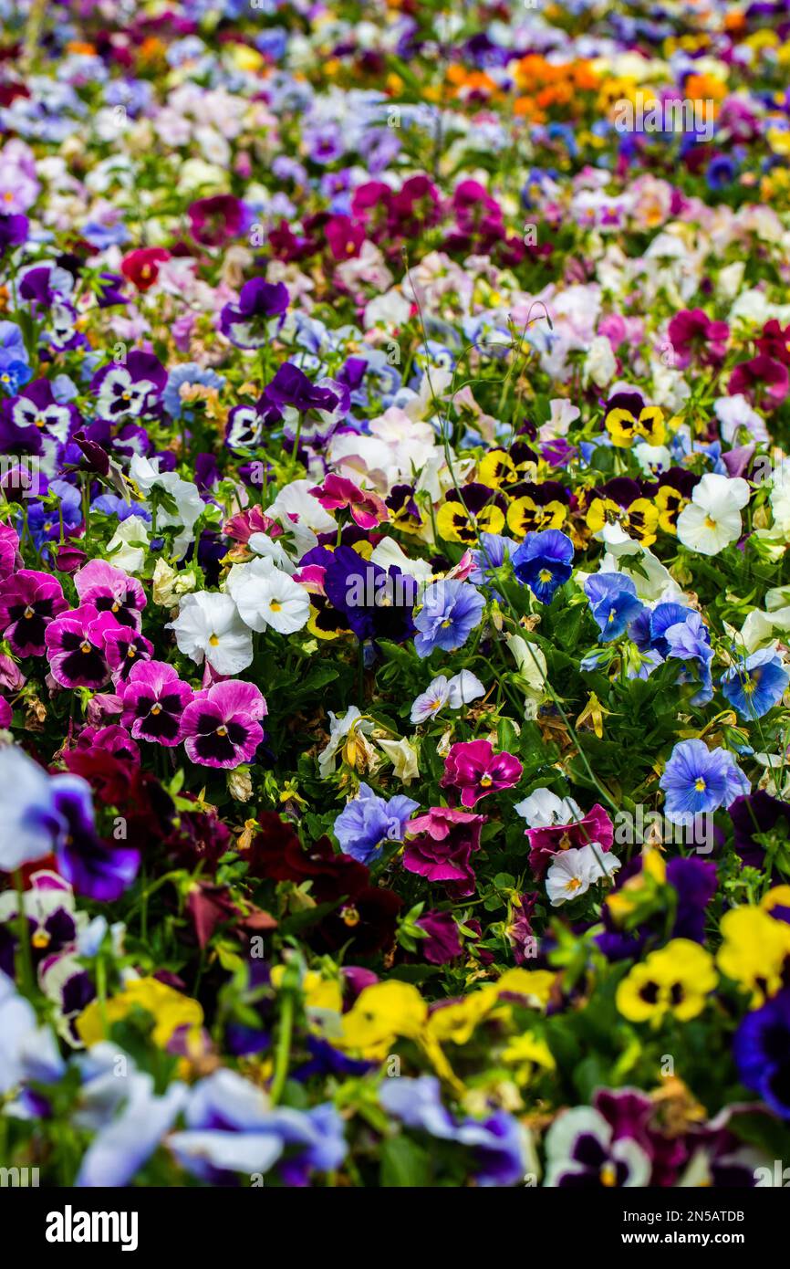 A vertical top-view of colorful flowers in a garden in Brisbane ...