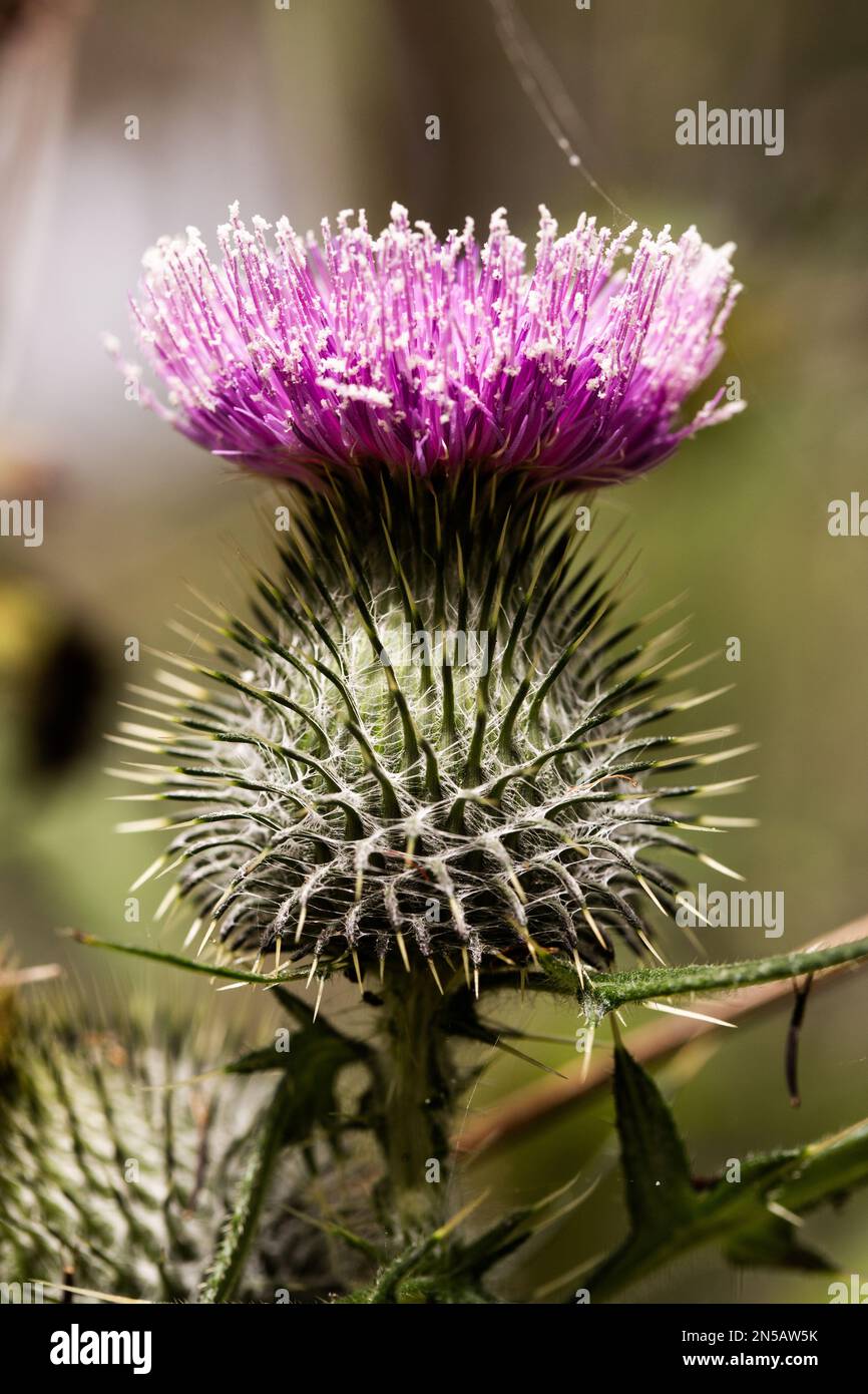 A vertical close-up shot of a spike flower weed Stock Photo - Alamy