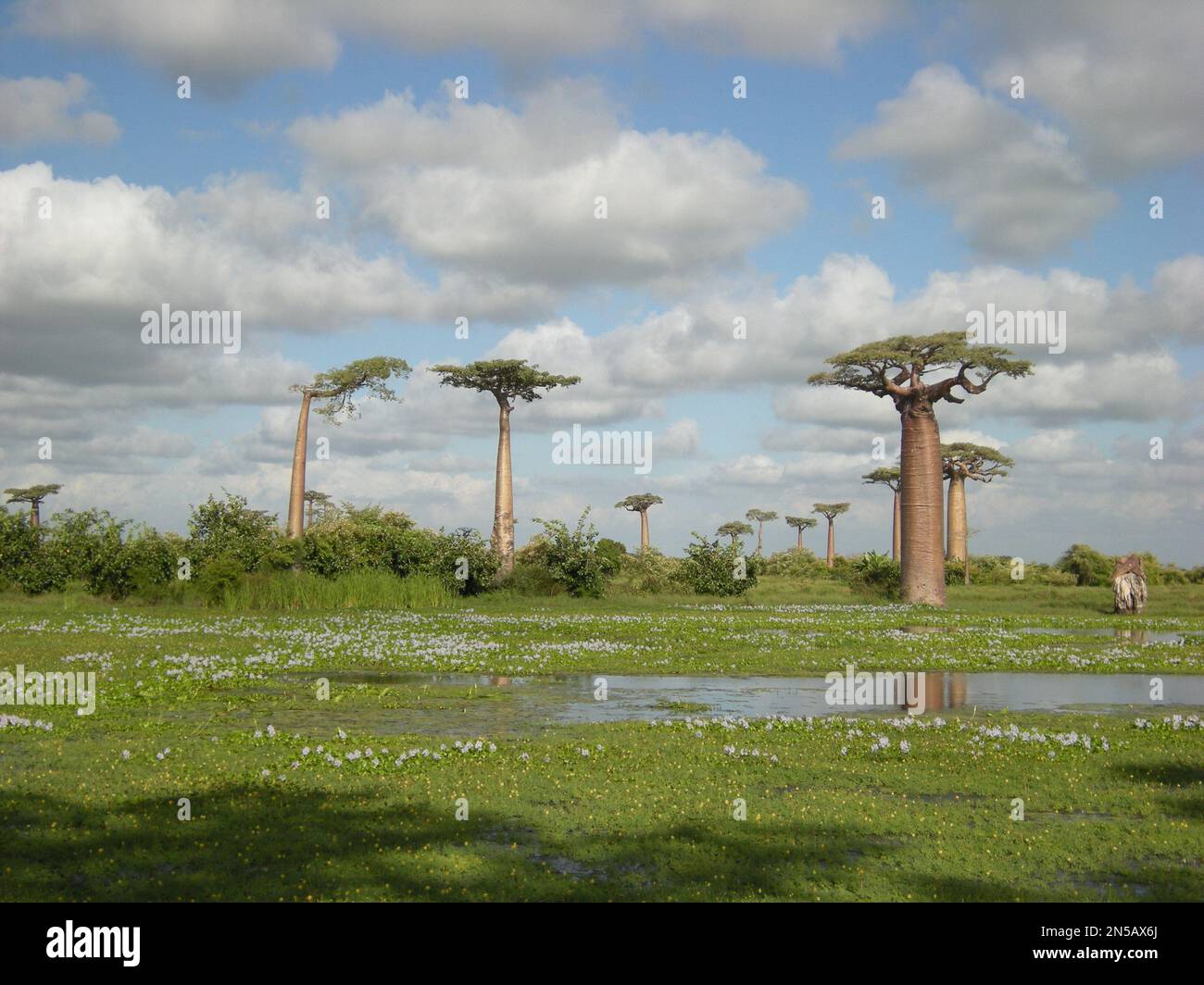 Baobab trees in Morondava, Madagascar Stock Photo - Alamy