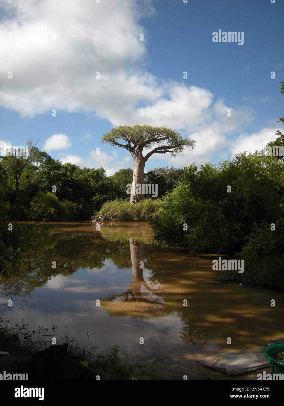 Baobab trees in Morondava, Madagascar Stock Photo - Alamy