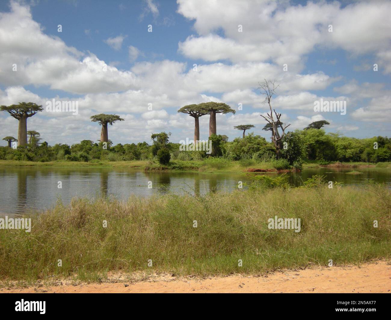Baobab trees in Morondava, Madagascar Stock Photo - Alamy