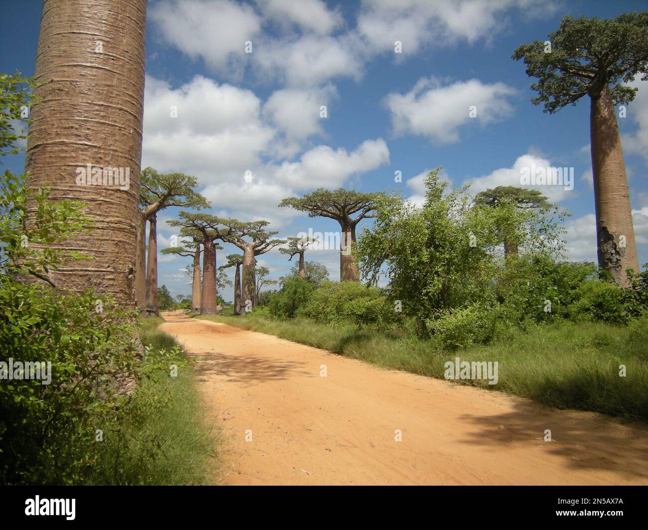 Madagascar baobab trees hi-res stock photography and images - Alamy