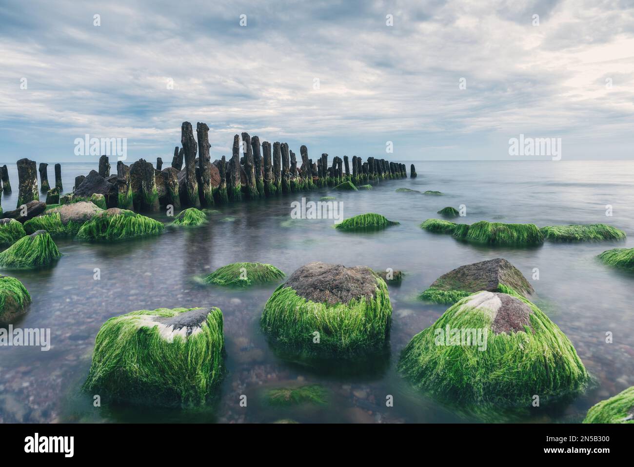 Old wooden breakwaters and stones with green seaweed in the Baltic sea ...