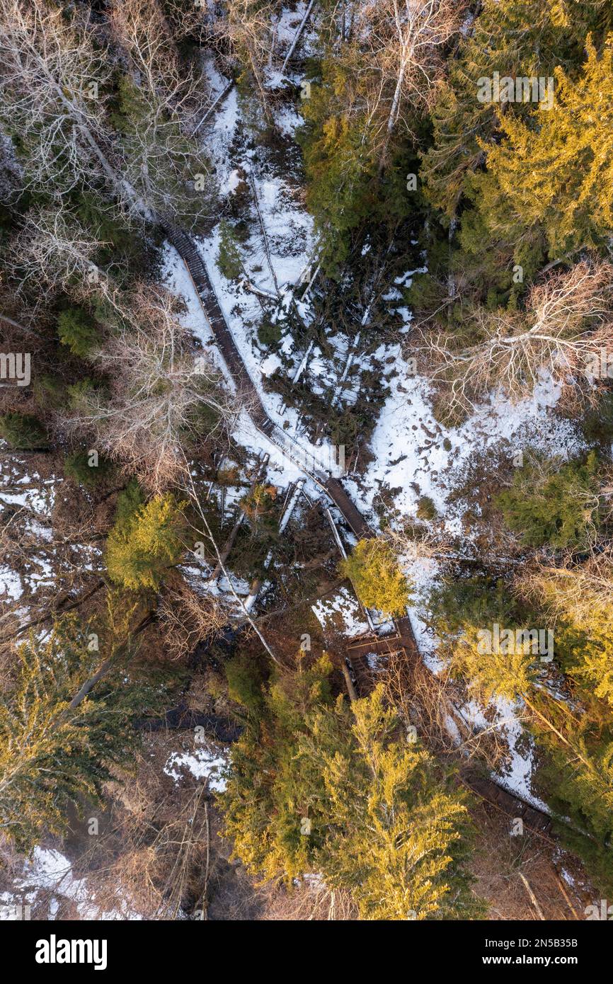 Forest path. Wood plank trail through the park in the forest with trees ...