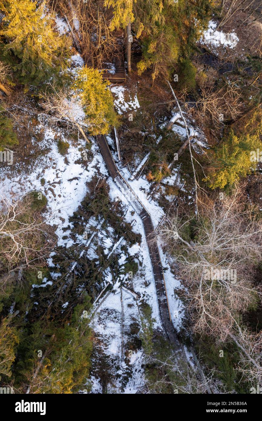 Wooden path through the forest. National park trail. Trees fell on a ...