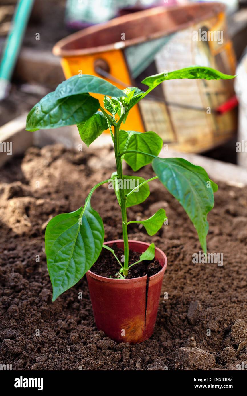 Pepper sprout in a pot ready to be planted in a greenhouse. Hot chili ...