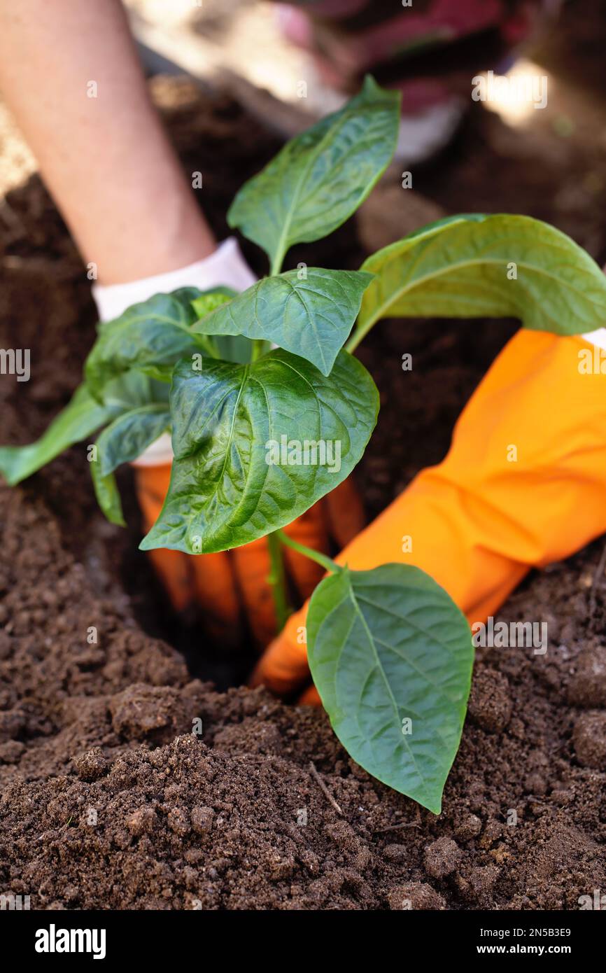 Woman hands planting pepper plant sprout in soil inside greenhouse ...