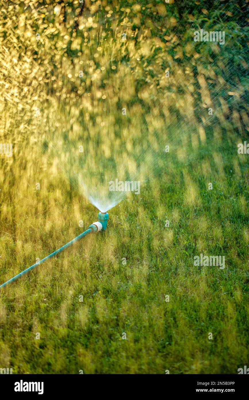 Lawn sprinkler in action. Garden sprinkler watering green grass Stock ...