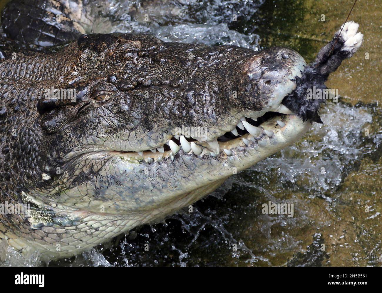 Rex, a five-meter (15-foot) 700 kilogram (1,543-pound) saltwater ...