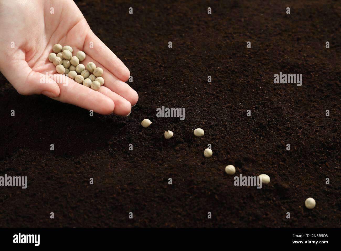 Woman planting soybeans into fertile soil, closeup. Vegetable seeds ...