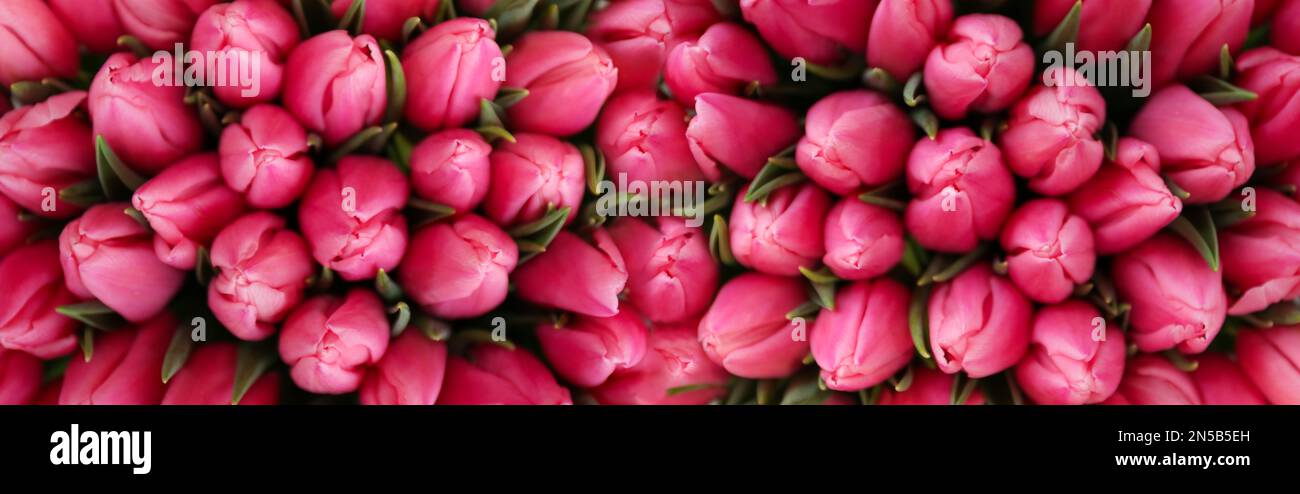 Fresh beautiful tulips as background. Horizontal banner design Stock ...