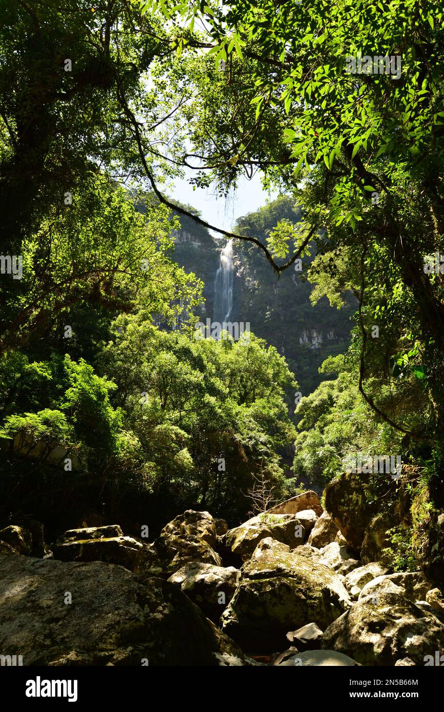 Lush vegetation dense trees forest hi-res stock photography and images ...