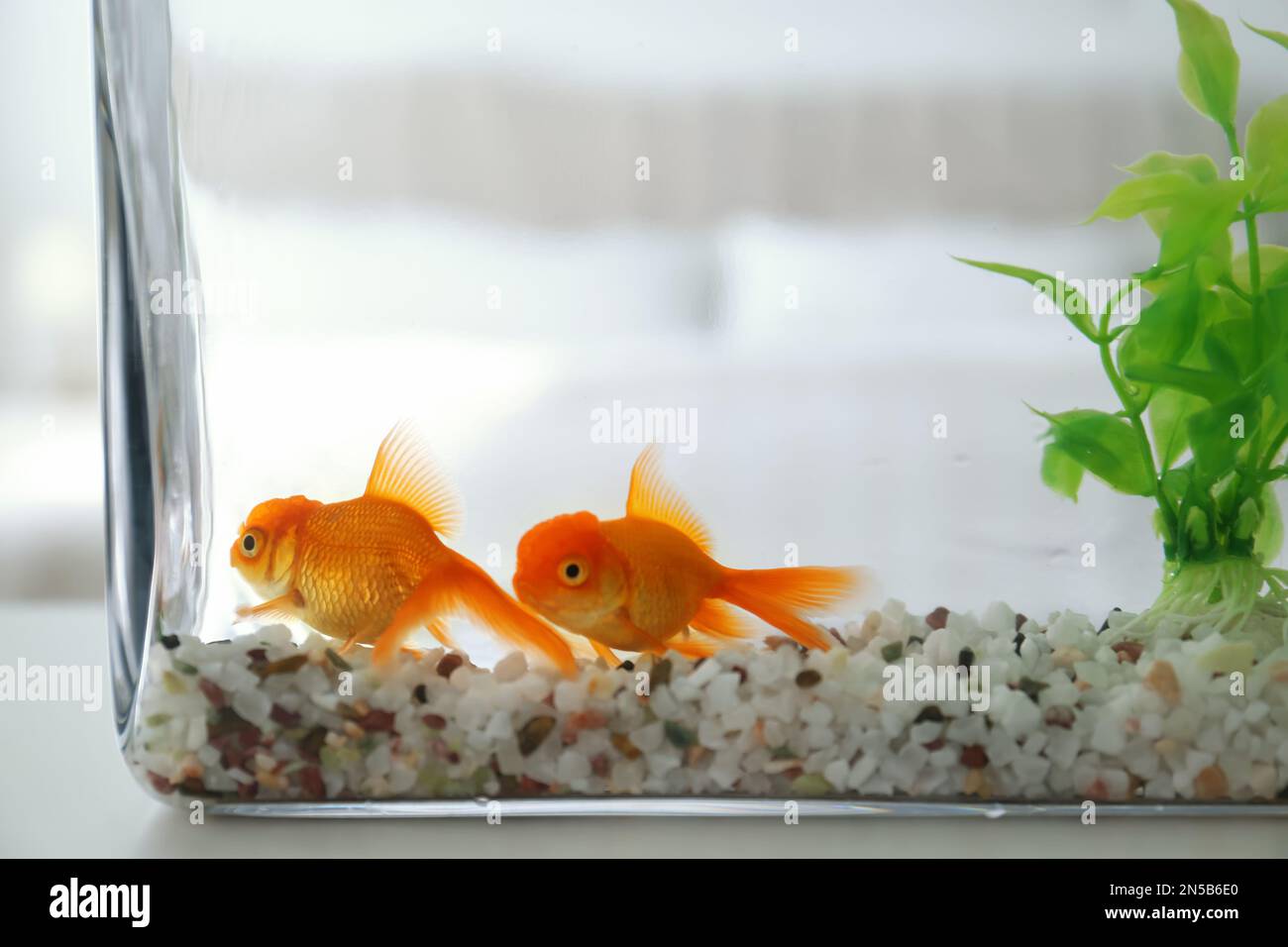 Beautiful bright goldfish in aquarium on table Stock Photo - Alamy