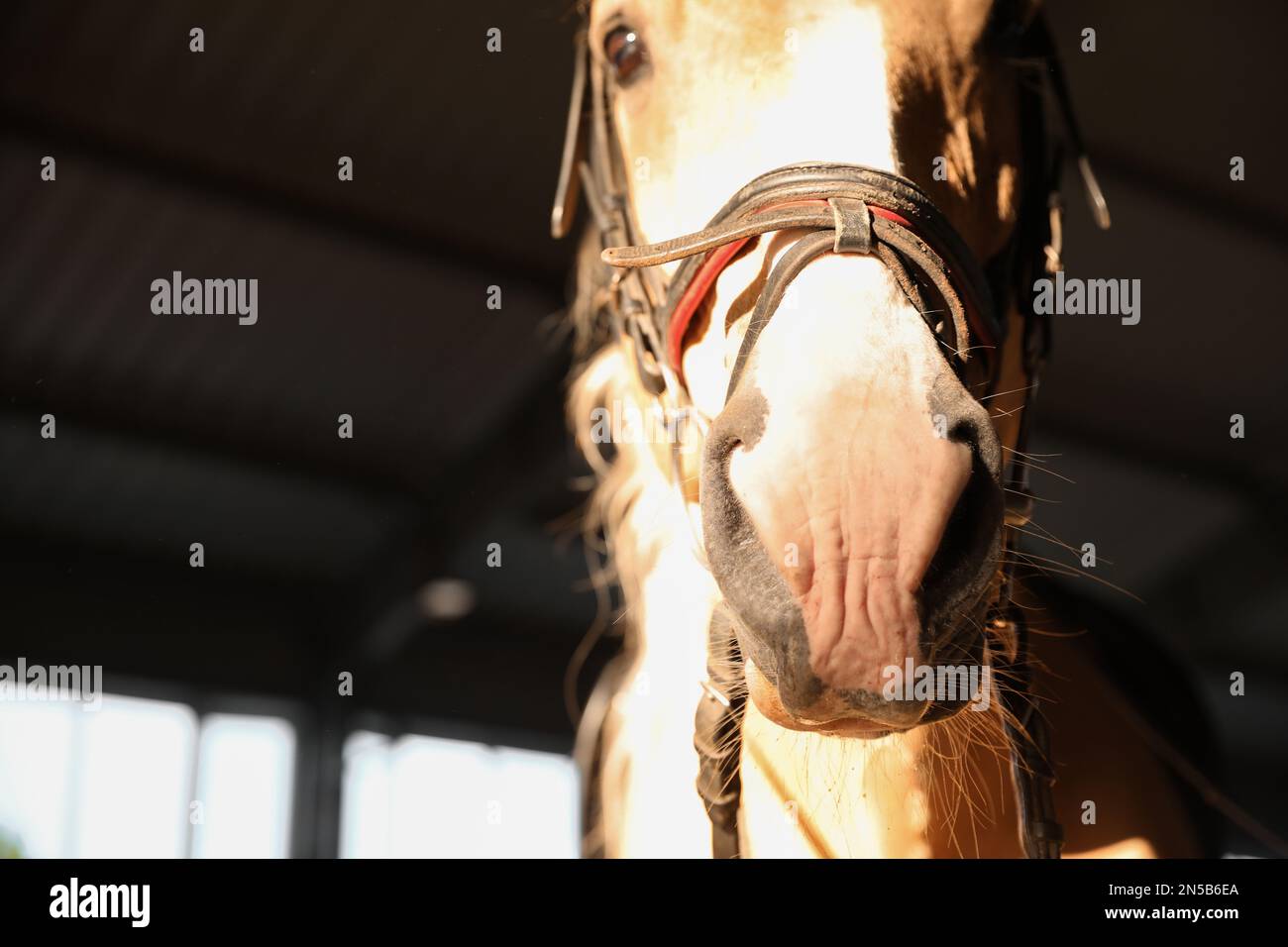 Animal stabling hi-res stock photography and images - Alamy