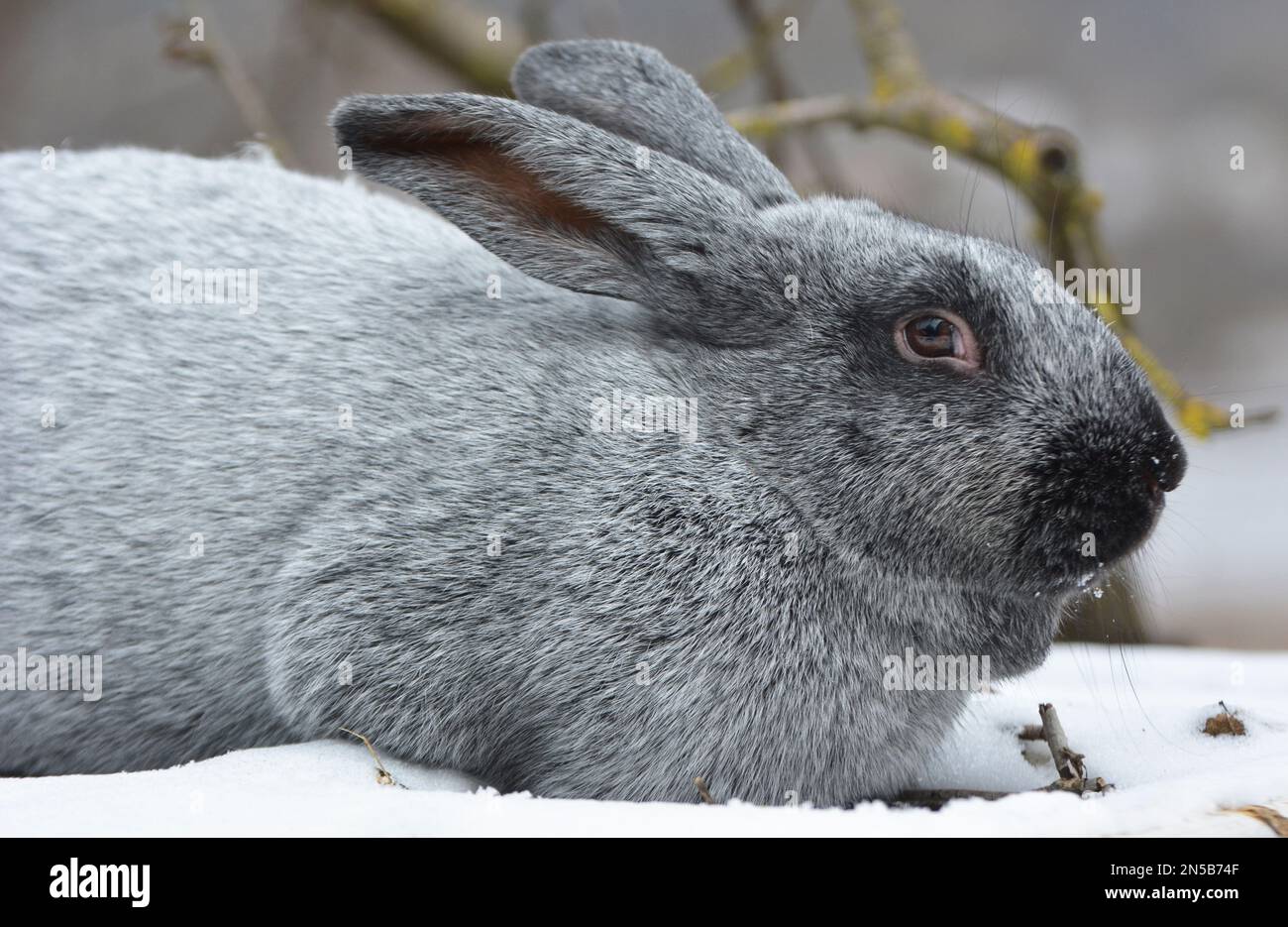 Rabbits of the Poltava silver breed, bred in Ukraine Stock Photo - Alamy