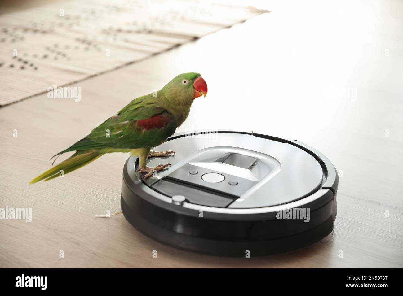 Modern robotic vacuum cleaner and Alexandrine parakeet on floor indoors ...