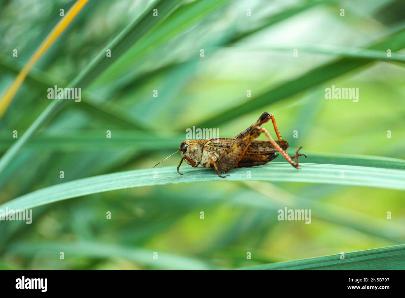 Grasshopper sitting on green grass in garden Stock Photo - Alamy