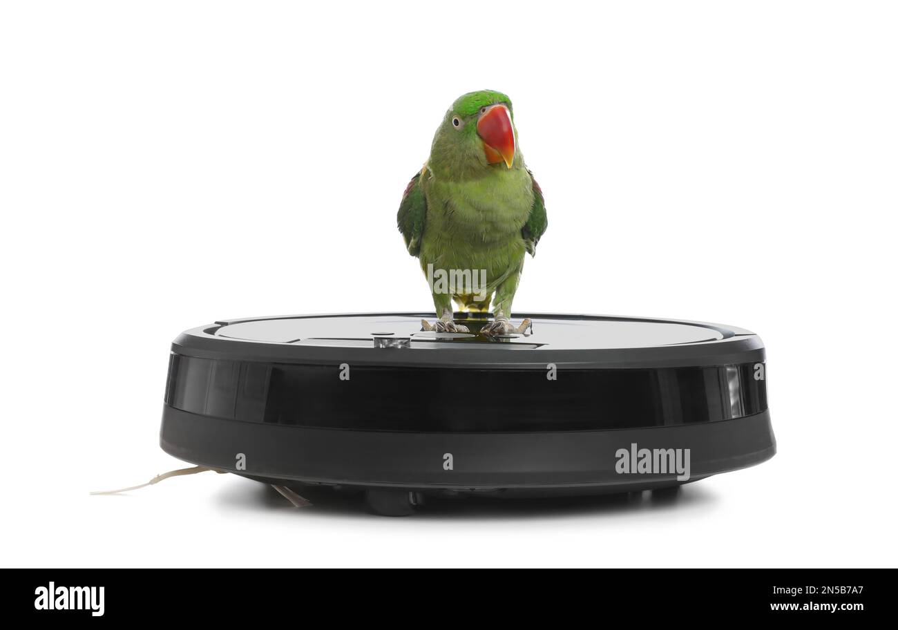 Modern robotic vacuum cleaner and Alexandrine parakeet on white ...