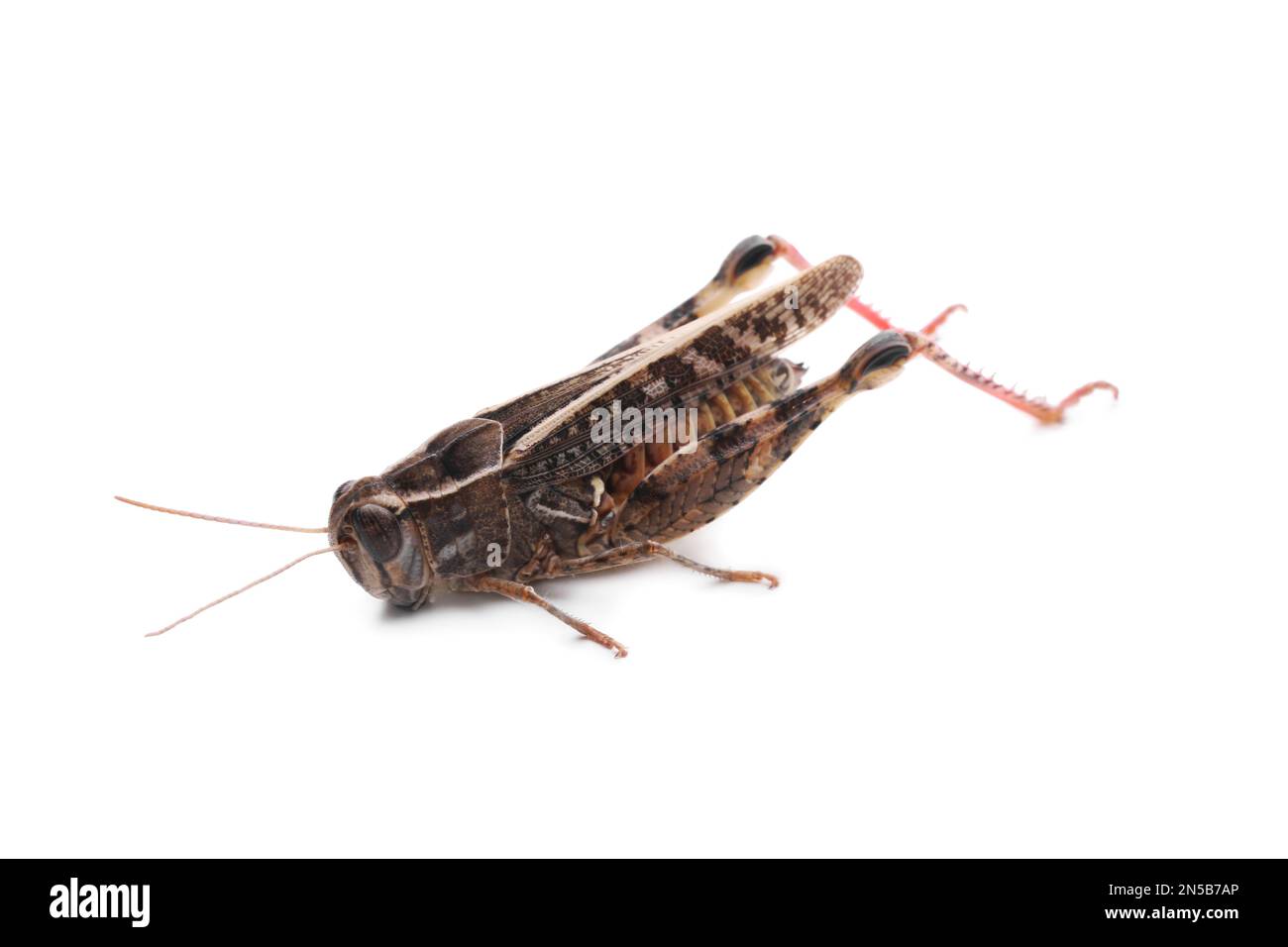 Common grasshopper isolated on white. Wild insect Stock Photo - Alamy