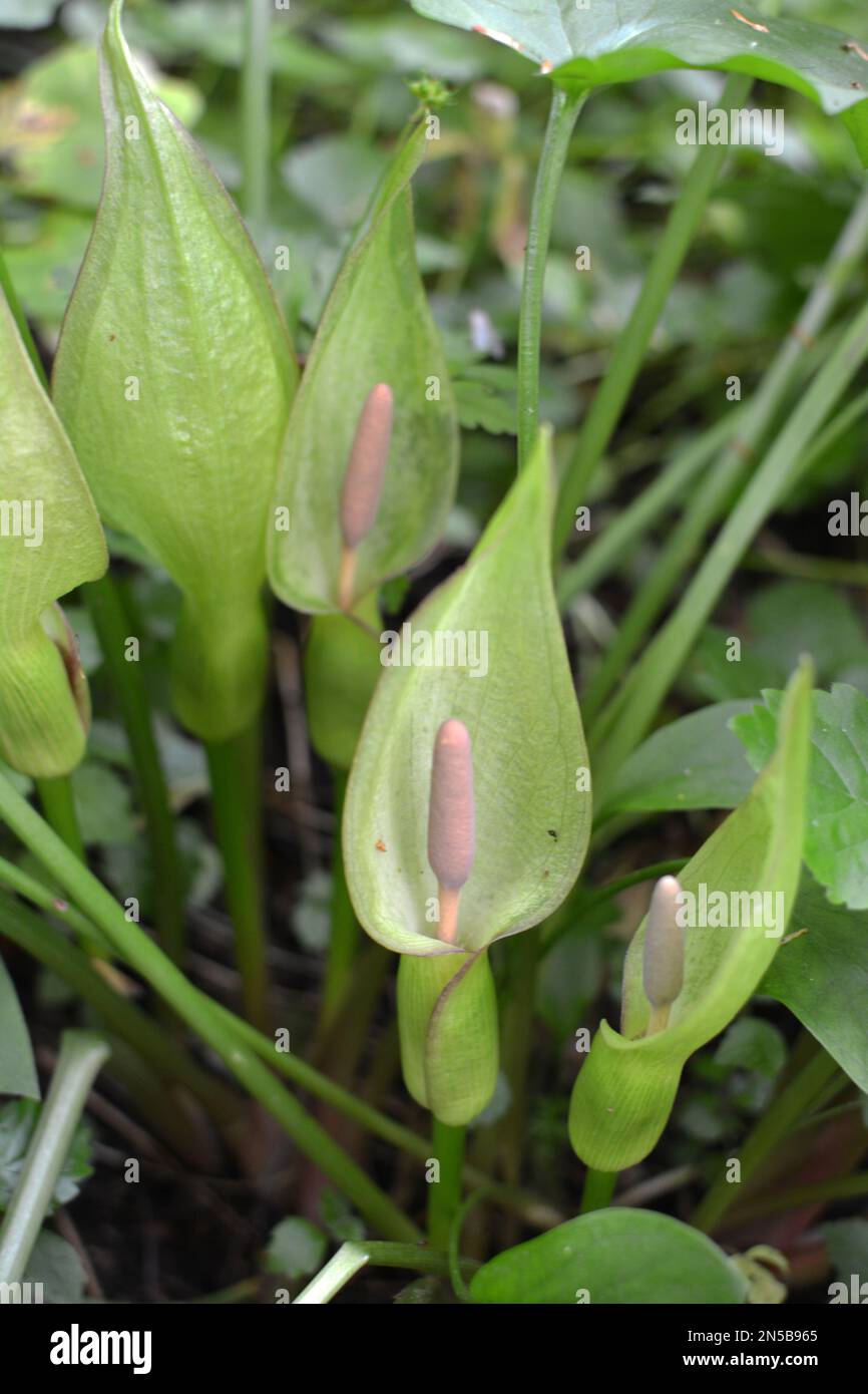 Arum besserianum in spring blooms in the wild in the forest Stock Photo ...