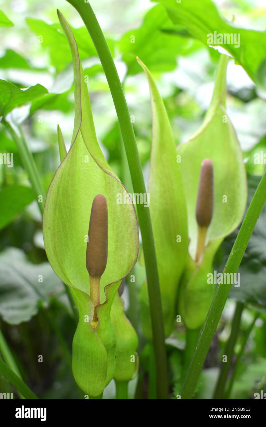 Arum besserianum in spring blooms in the wild in the forest Stock Photo ...