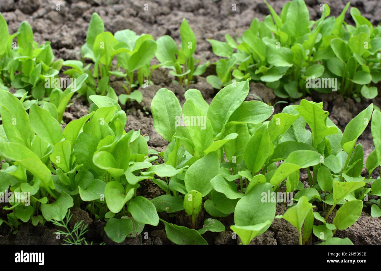 Sorrel grows in open organic soil in the garden Stock Photo - Alamy
