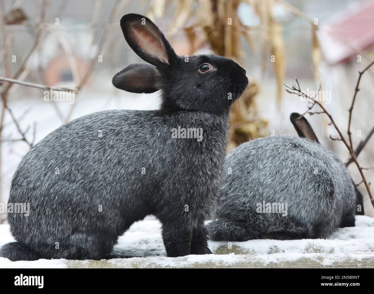 Blue Silver Fox Rabbits