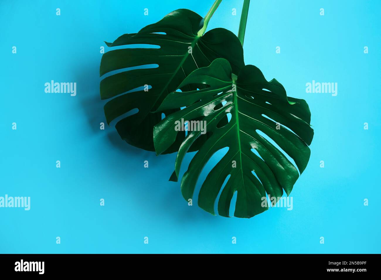 Beautiful monstera leaves on light blue background. Tropical plant ...