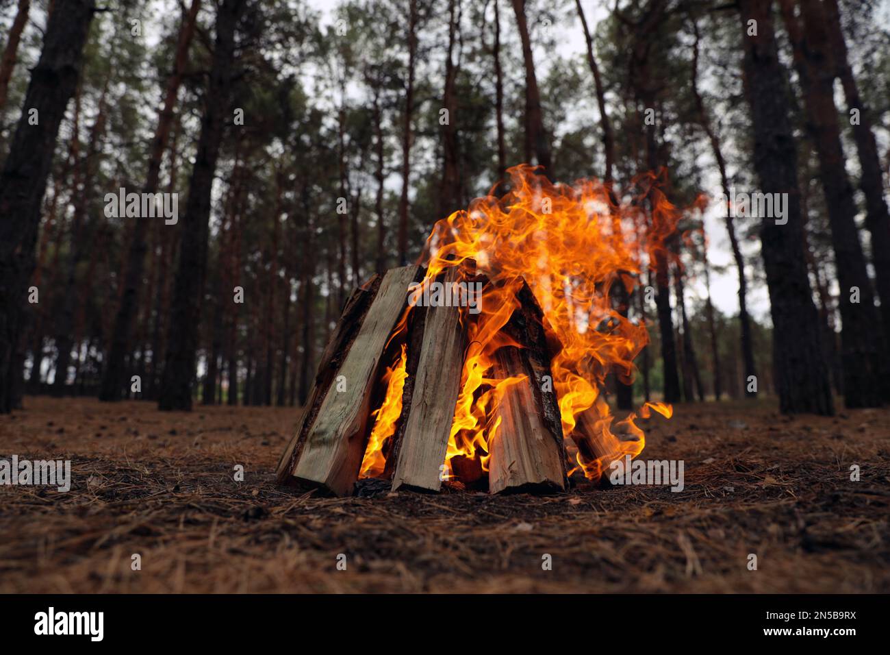 Beautiful bonfire with burning firewood in forest Stock Photo - Alamy