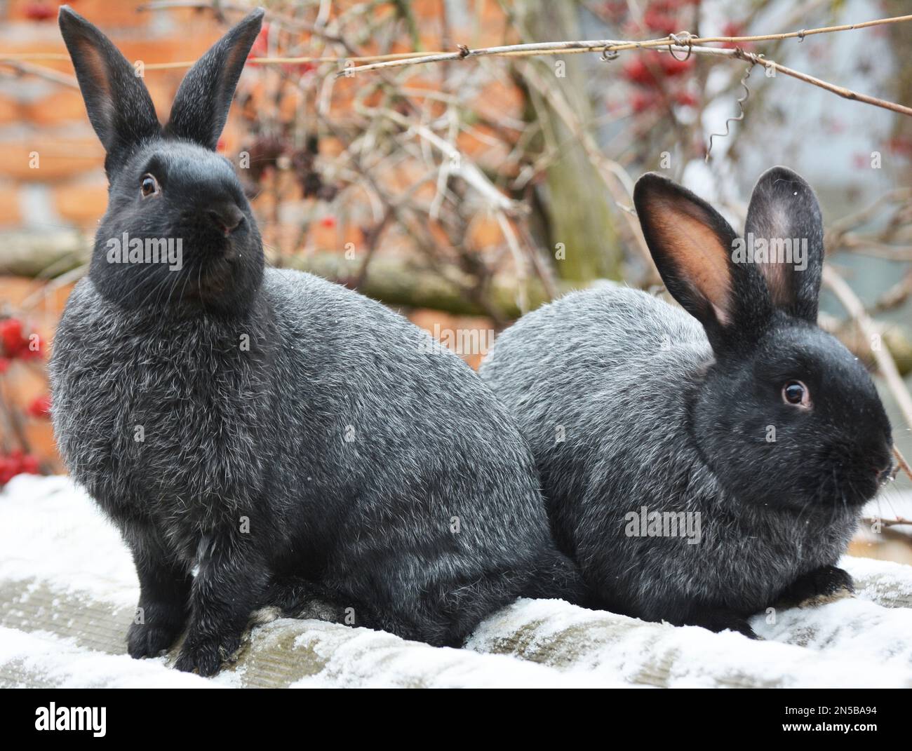 Rabbits of the Poltava silver breed, bred in Ukraine Stock Photo - Alamy