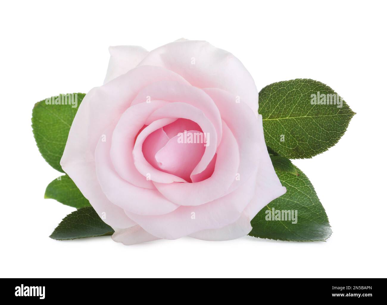 Blooming pink rose isolated on white. Beautiful flower Stock Photo - Alamy