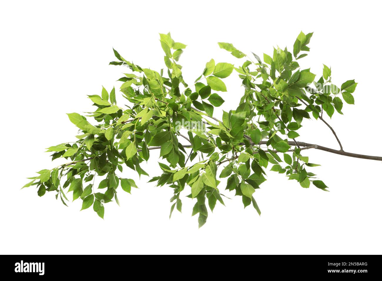 Beautiful tree branches with green leaves on white background Stock ...