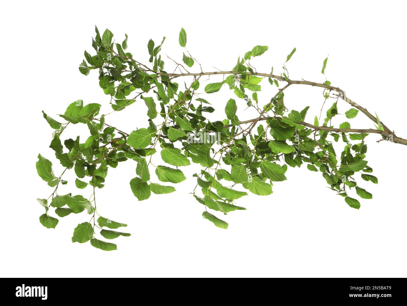 Beautiful tree branches with green leaves on white background Stock ...
