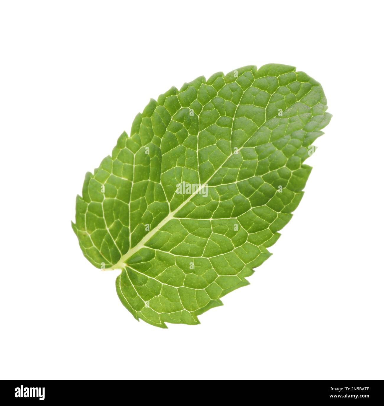 Beautiful green lemon plant Cut Out Stock Images & Pictures - Alamy