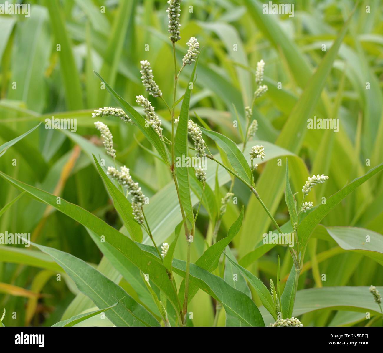 Weed Persicaria lapathifolia grows in a field among agricultural crops ...