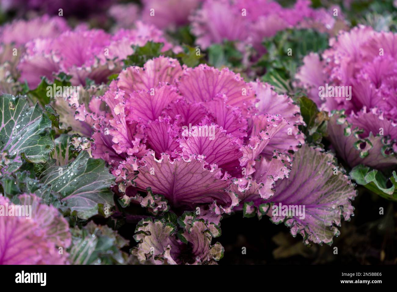 Ornamental kale flower hi-res stock photography and images - Alamy