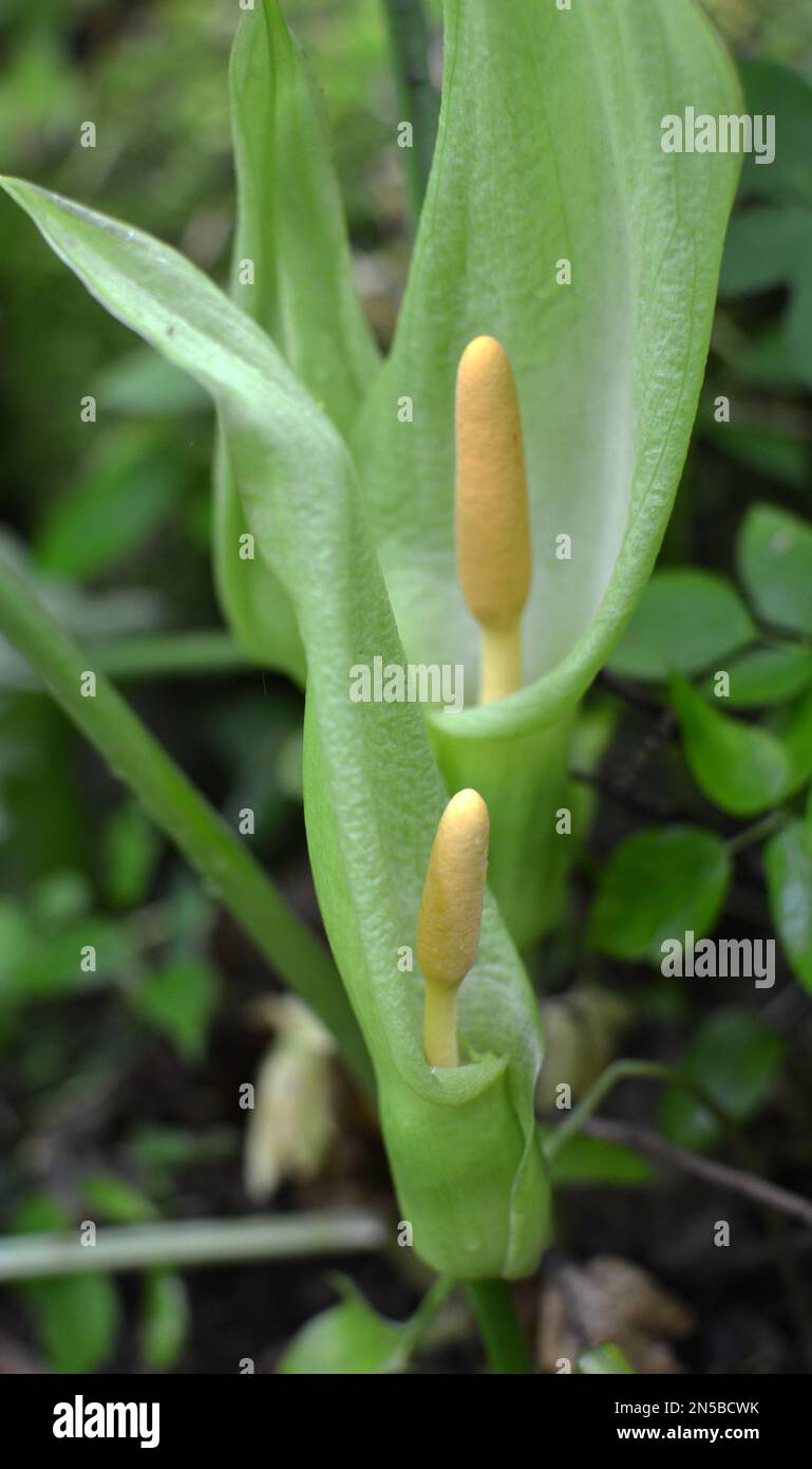 Arum besserianum in spring blooms in the wild in the forest Stock Photo ...