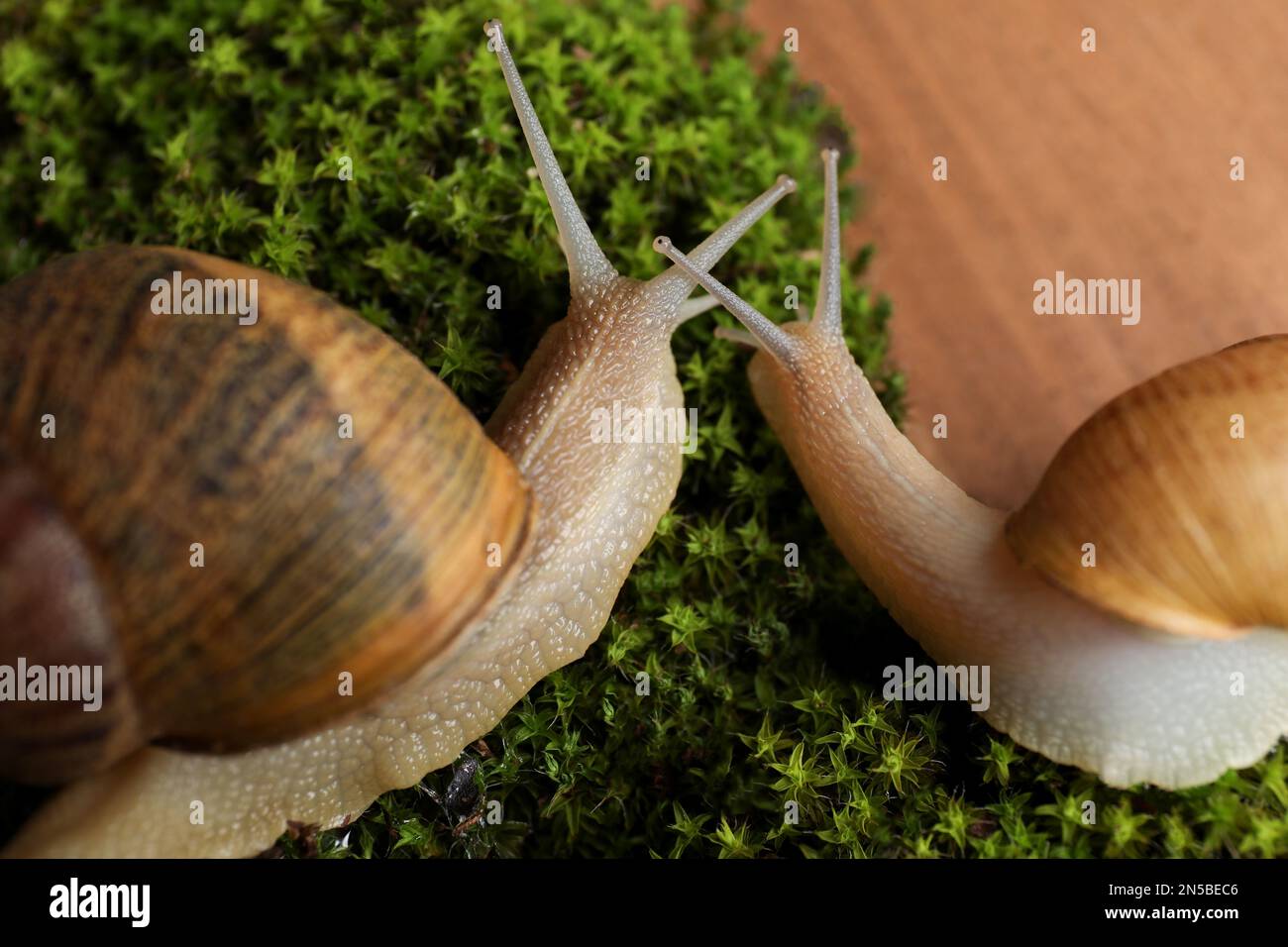 Two garden snails on green hi-res stock photography and images - Alamy