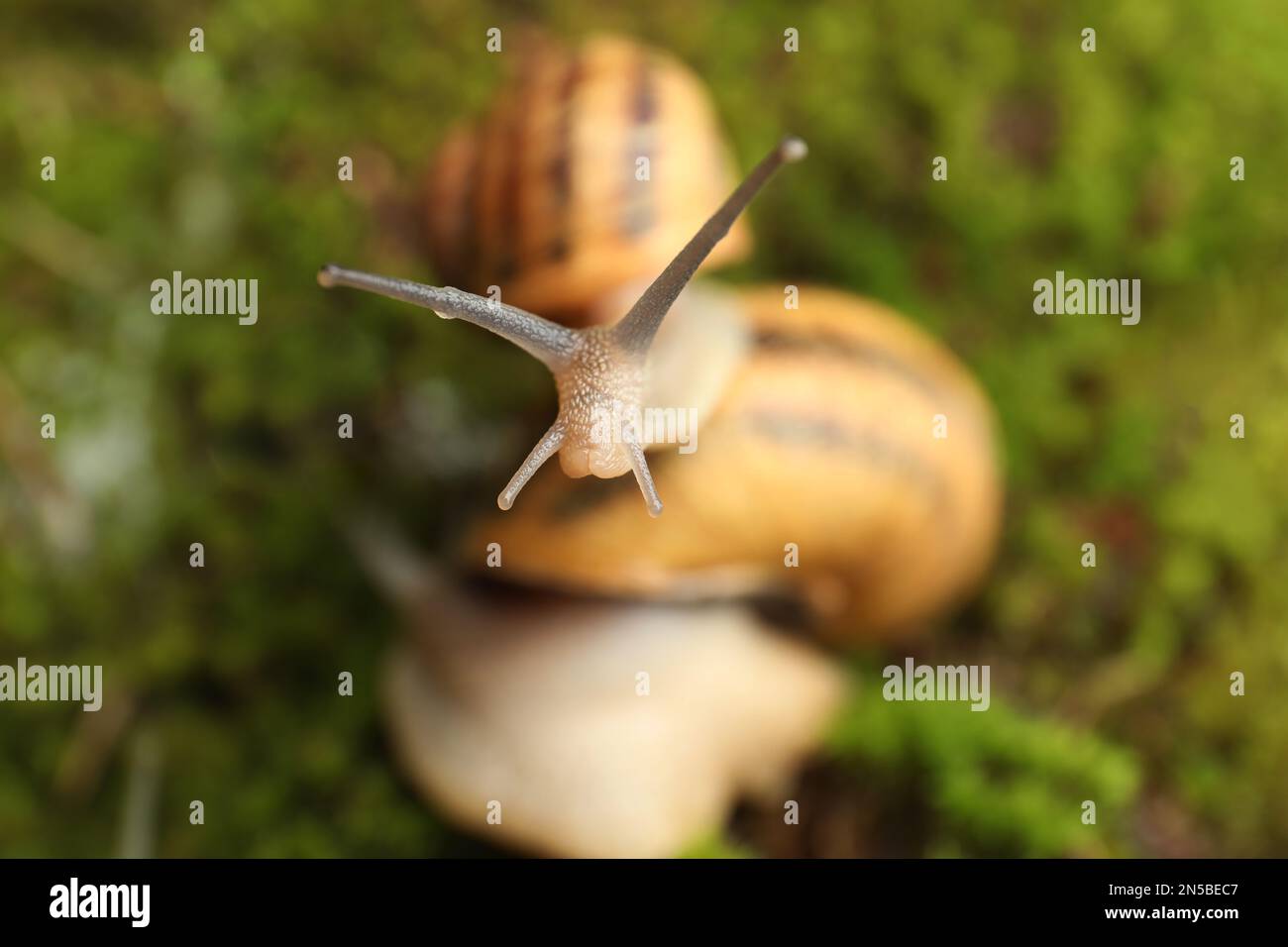 Two garden snails on green hi-res stock photography and images - Alamy
